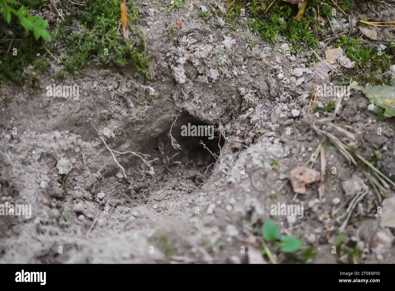 The fox hole hi-res stock photography and images - Alamy