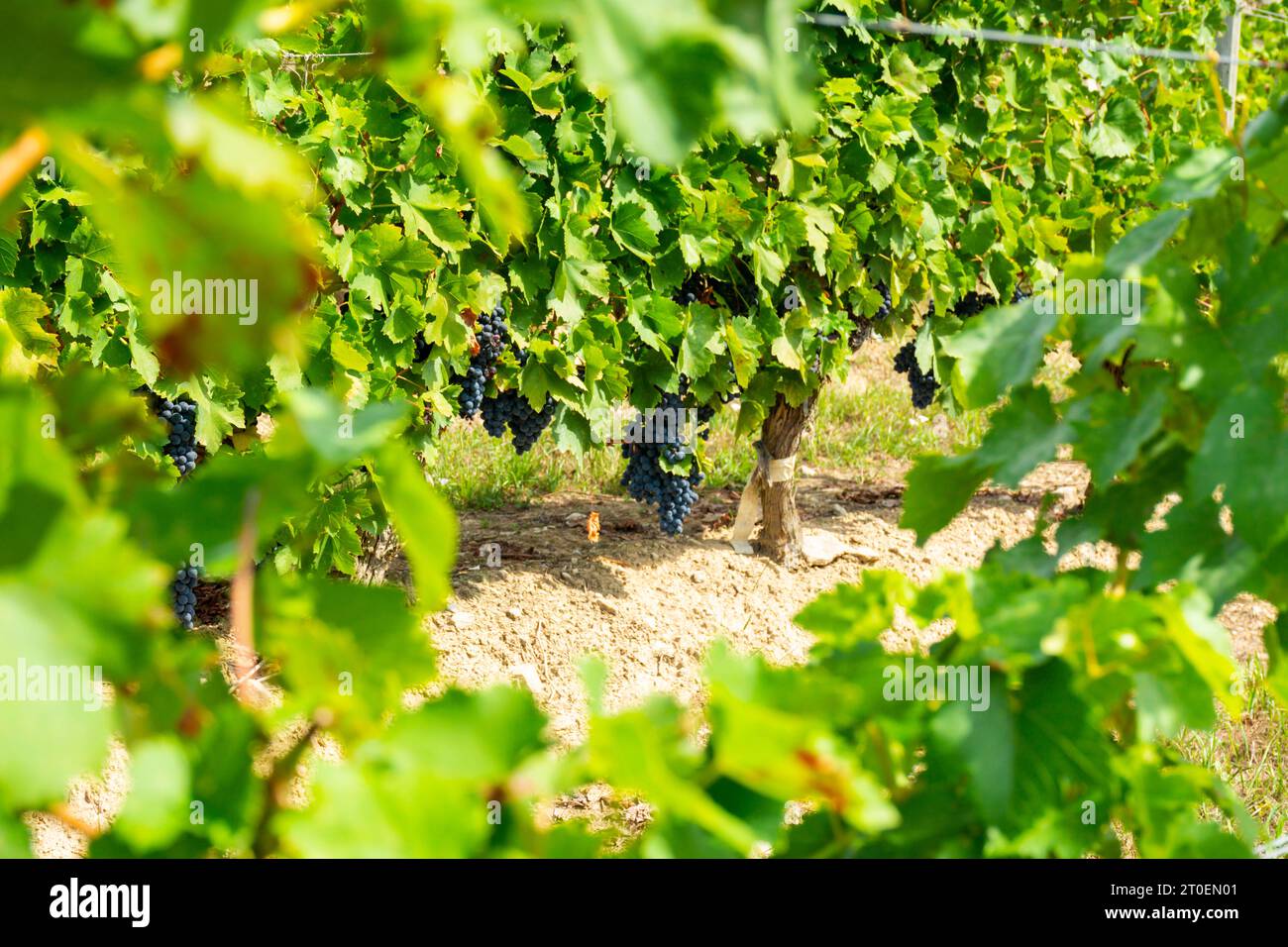 Vine with bunches of grapes of the Mencia variety, in fields of Orense ...