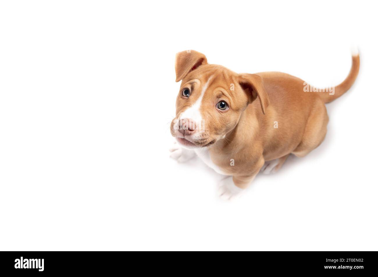 Isolated puppy sitting and looking up at camera. Top view of curios ...