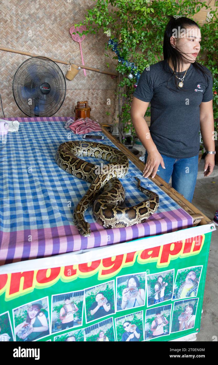 Woman offering pyihton snake for photograph hi-res stock photography ...