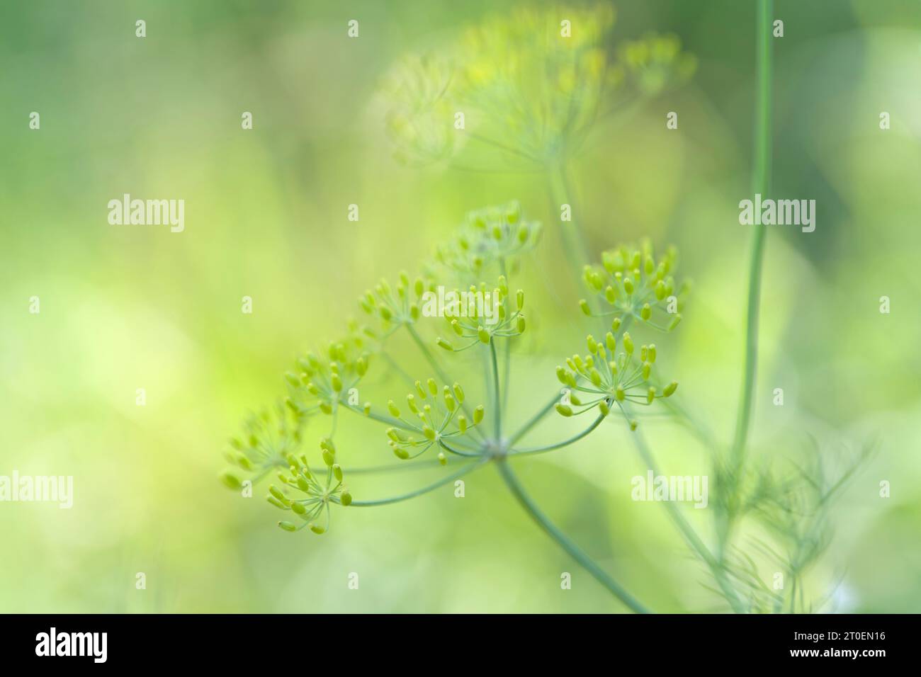 Fruits of wild fennel (Foeniculum vulgare) in a field, Germany Stock ...
