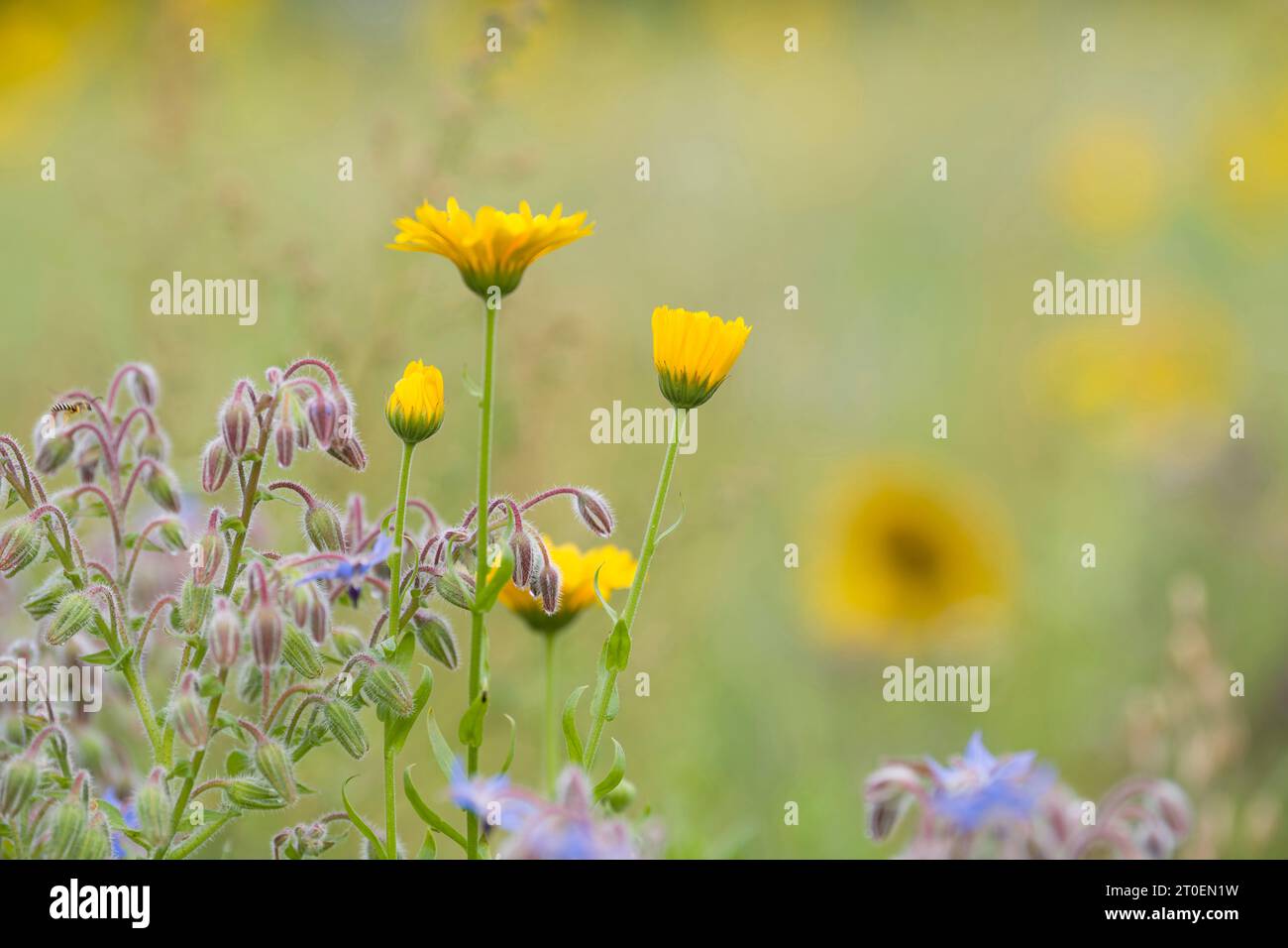 Calendula officinalis field hi-res stock photography and images - Alamy