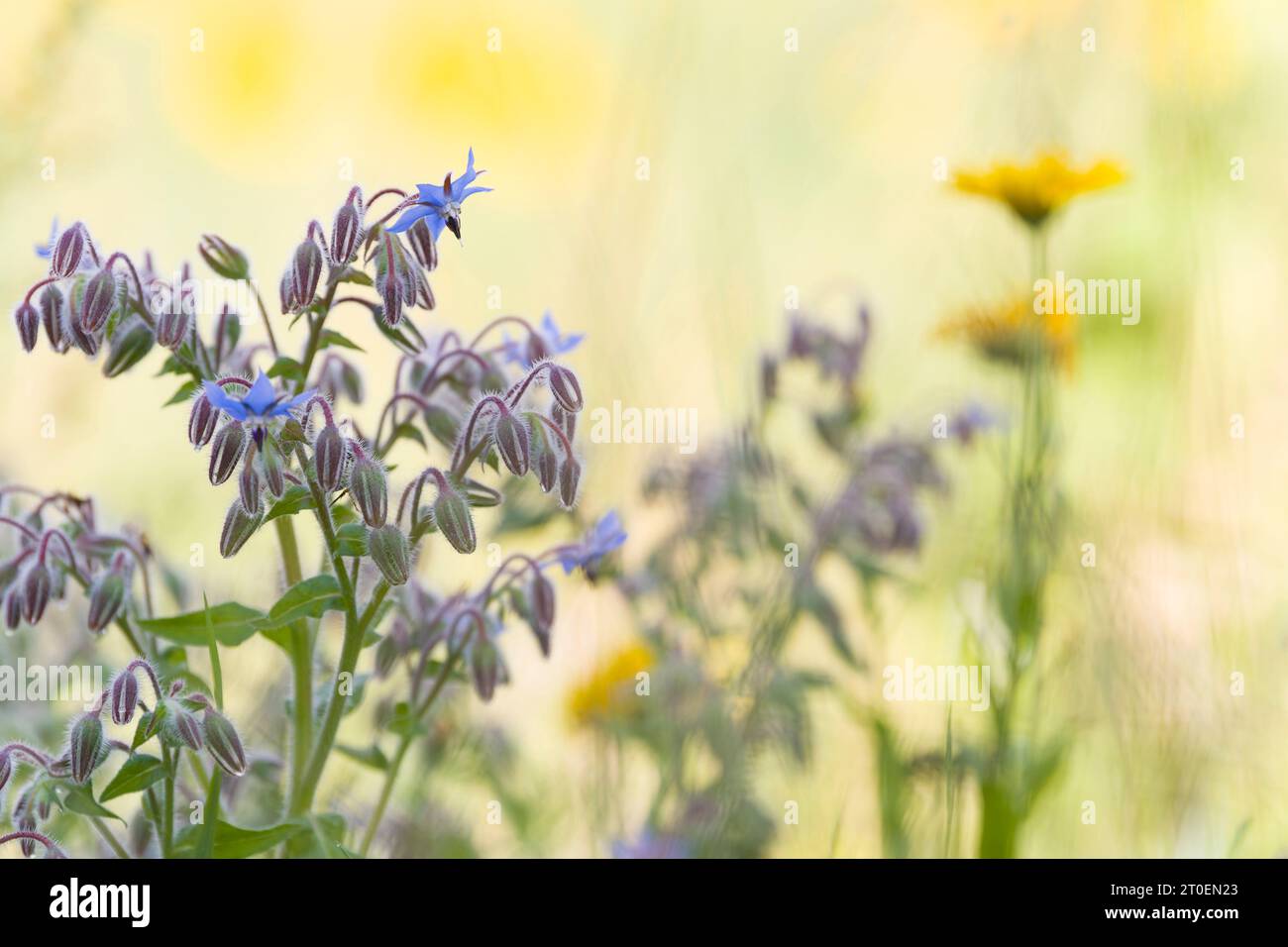 Calendula officinalis field hi-res stock photography and images - Alamy