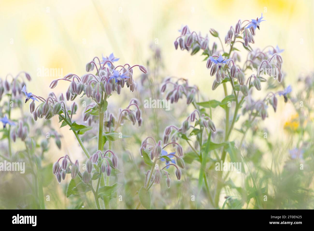 Borage plants (Borago officinalis) in a field, Germany Stock Photo - Alamy