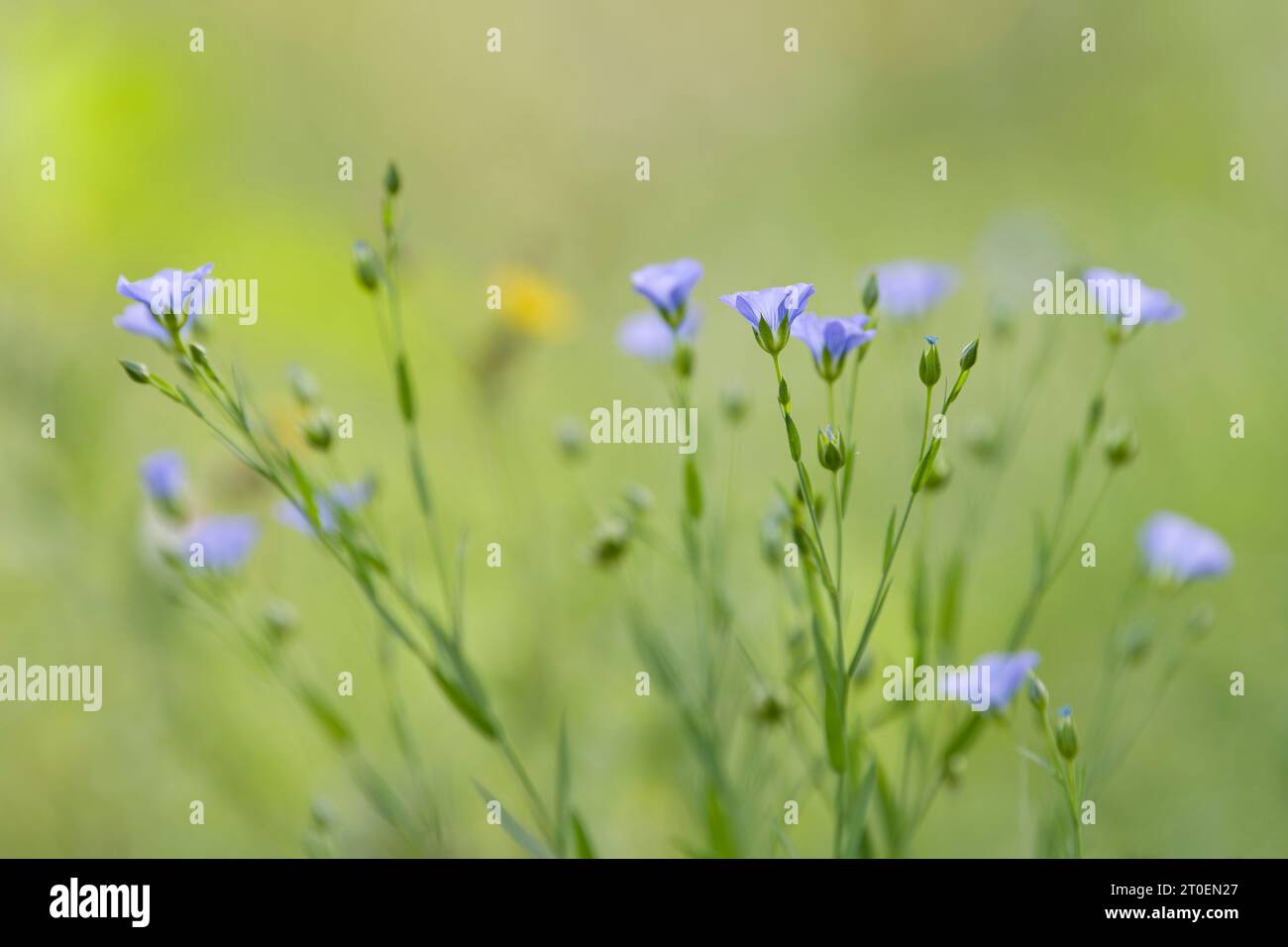 Very pale blue flowers hi-res stock photography and images - Alamy