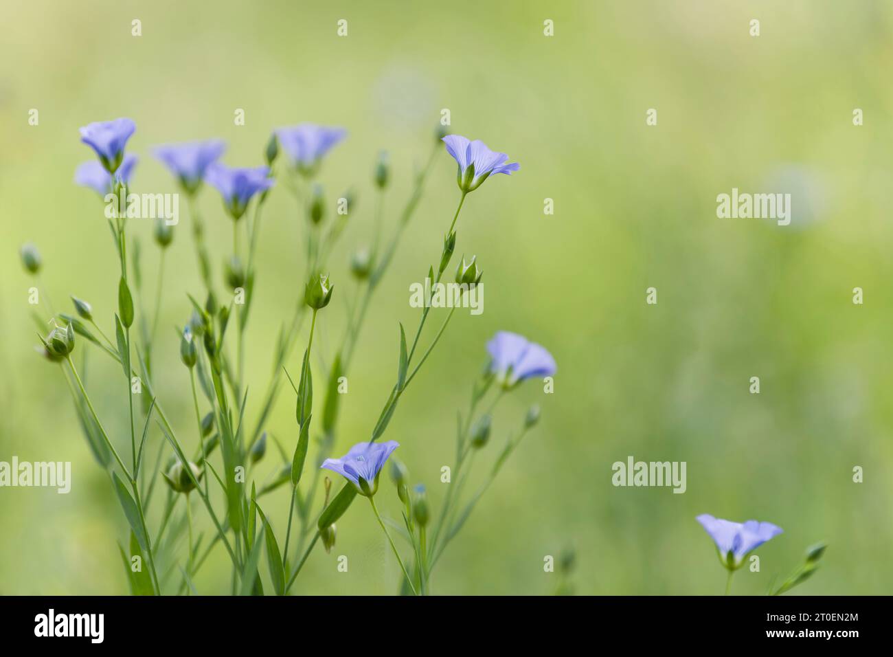pale blue flowers from flax (Linum) on a field, Germany Stock Photo - Alamy
