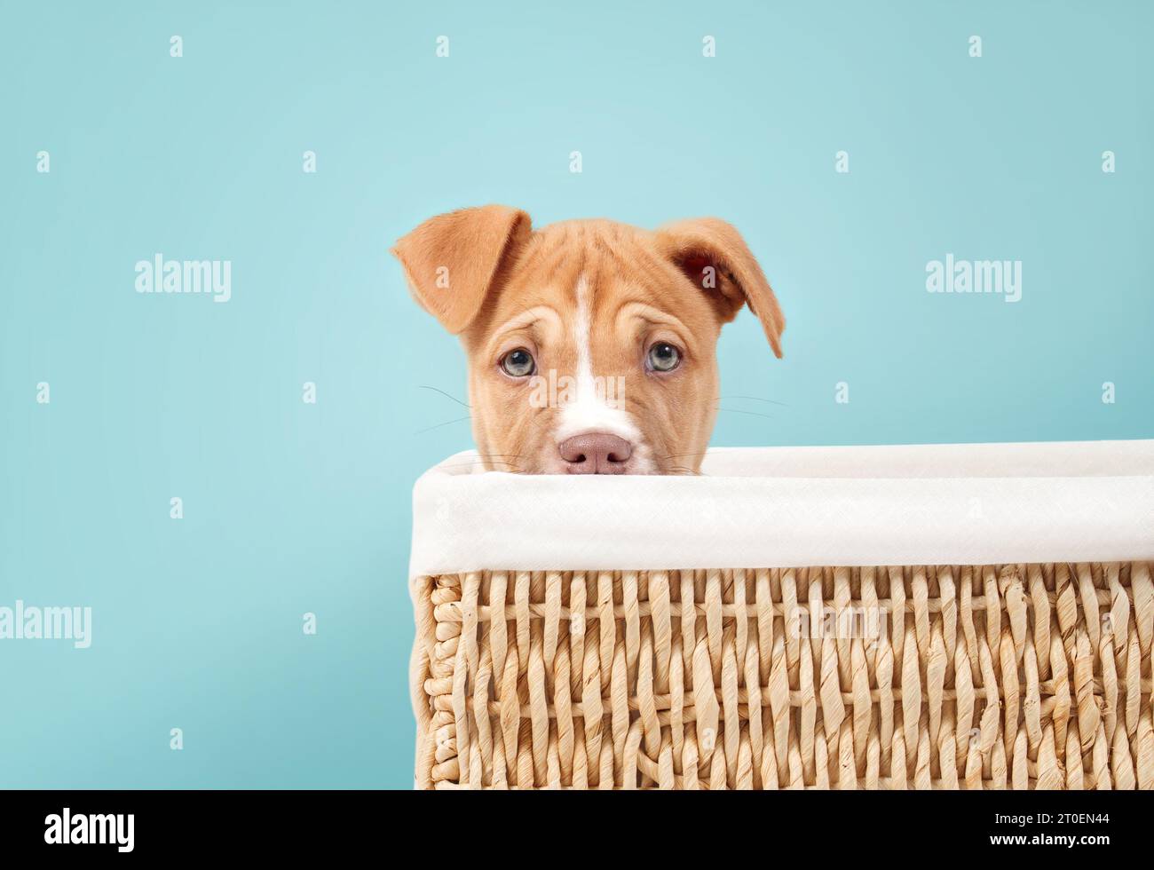 Curios puppy in box on blue background. Head shot of puppy dog sitting ...
