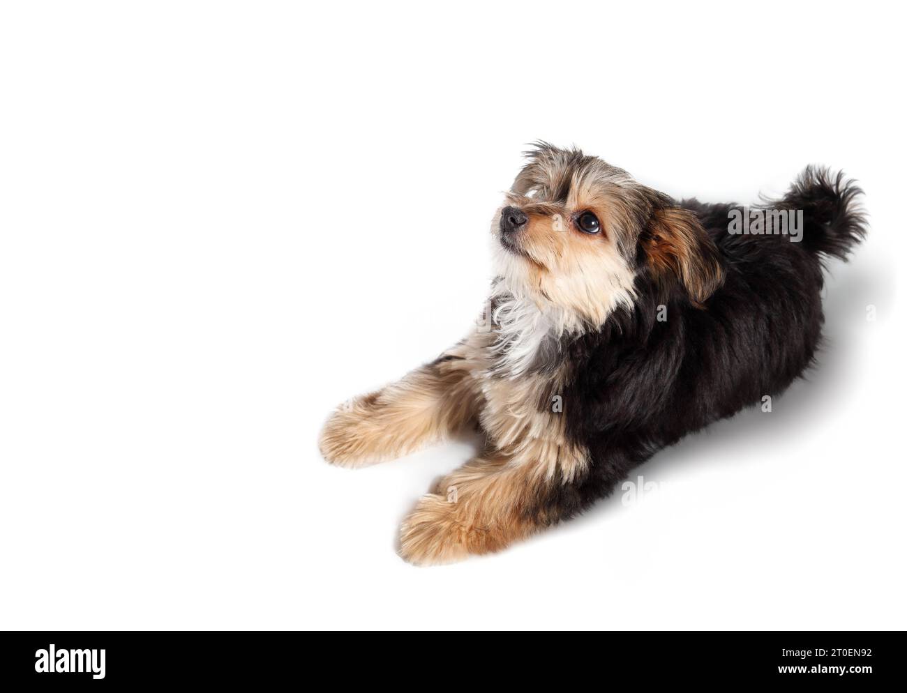 Isolated puppy looking up in playful body language while lying on the ...