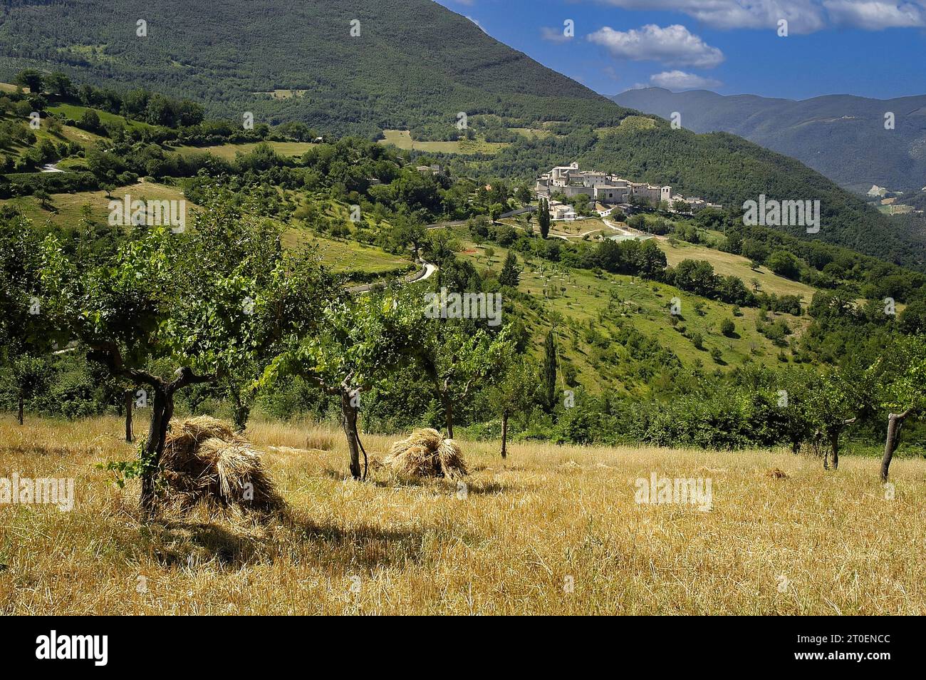 Vite maritata cultivations hi-res stock photography and images - Alamy