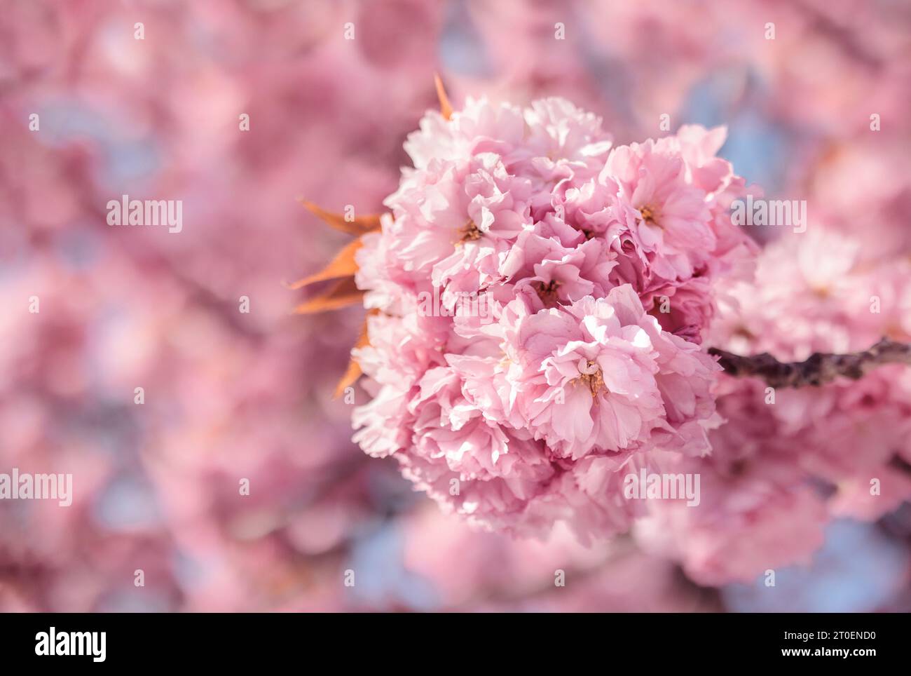 Beautiful cherry blossom on tree branch with defocused background ...