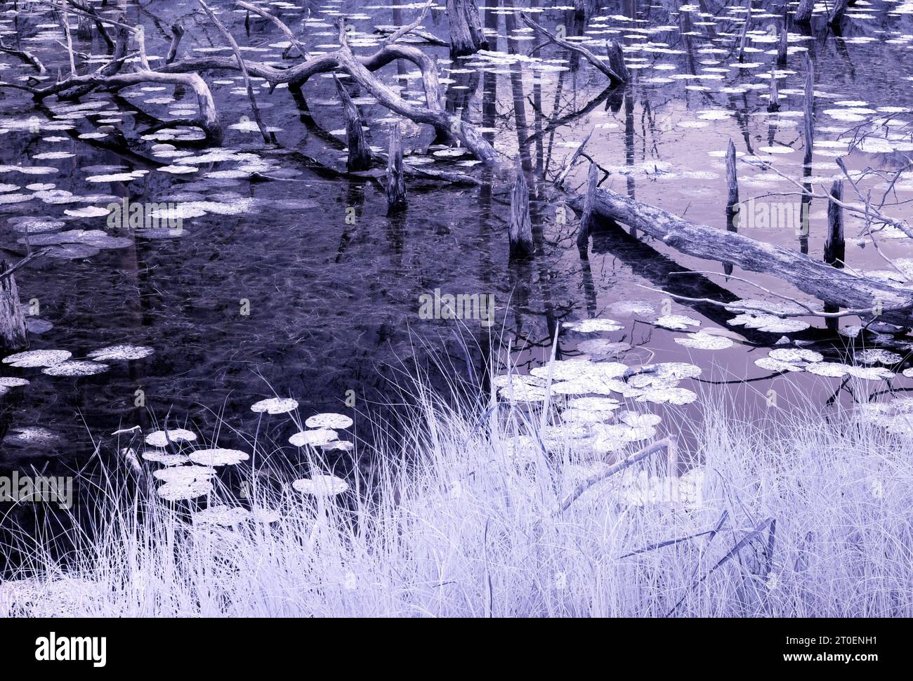 Europe, Germany, Mecklenburg-Western Pomerania, Müritz region, Müritz ...