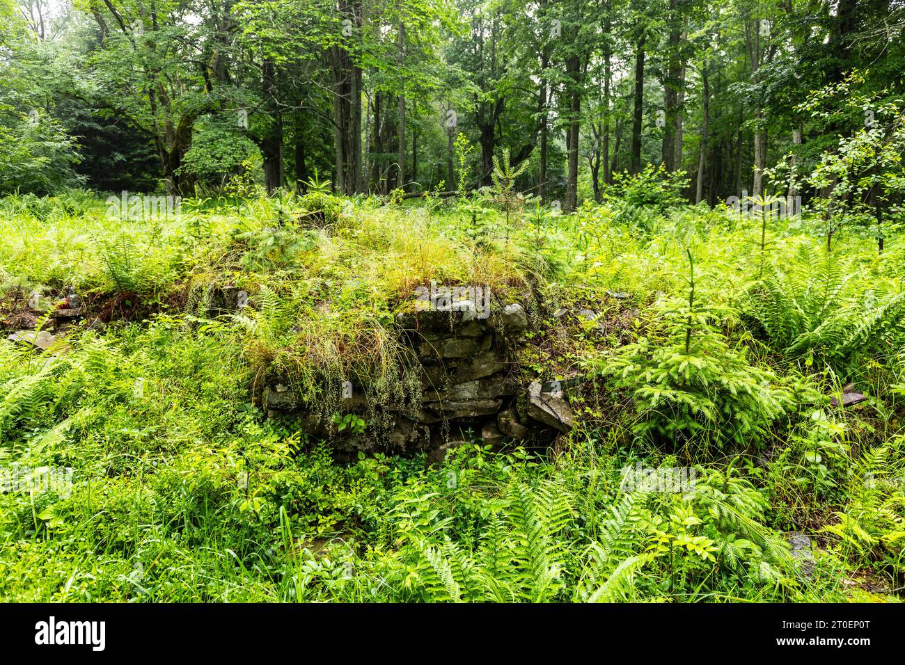 Solinka hi-res stock photography and images - Alamy