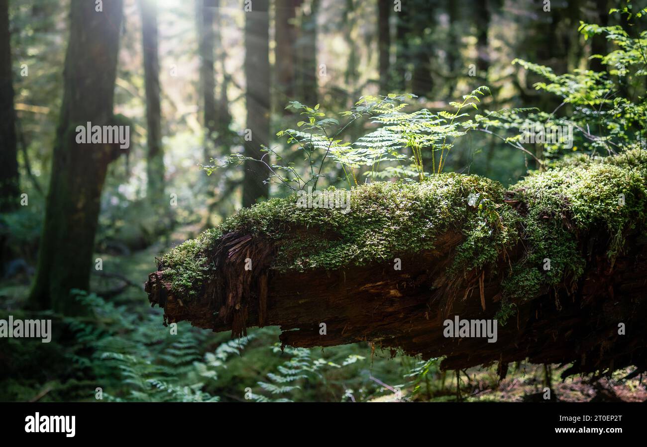 Microhabitat hi-res stock photography and images - Alamy