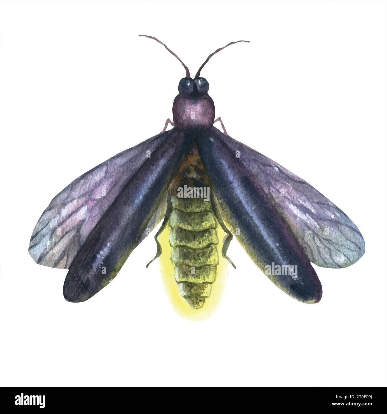 Watercolor vintage illustration with firefly isolated on white ...