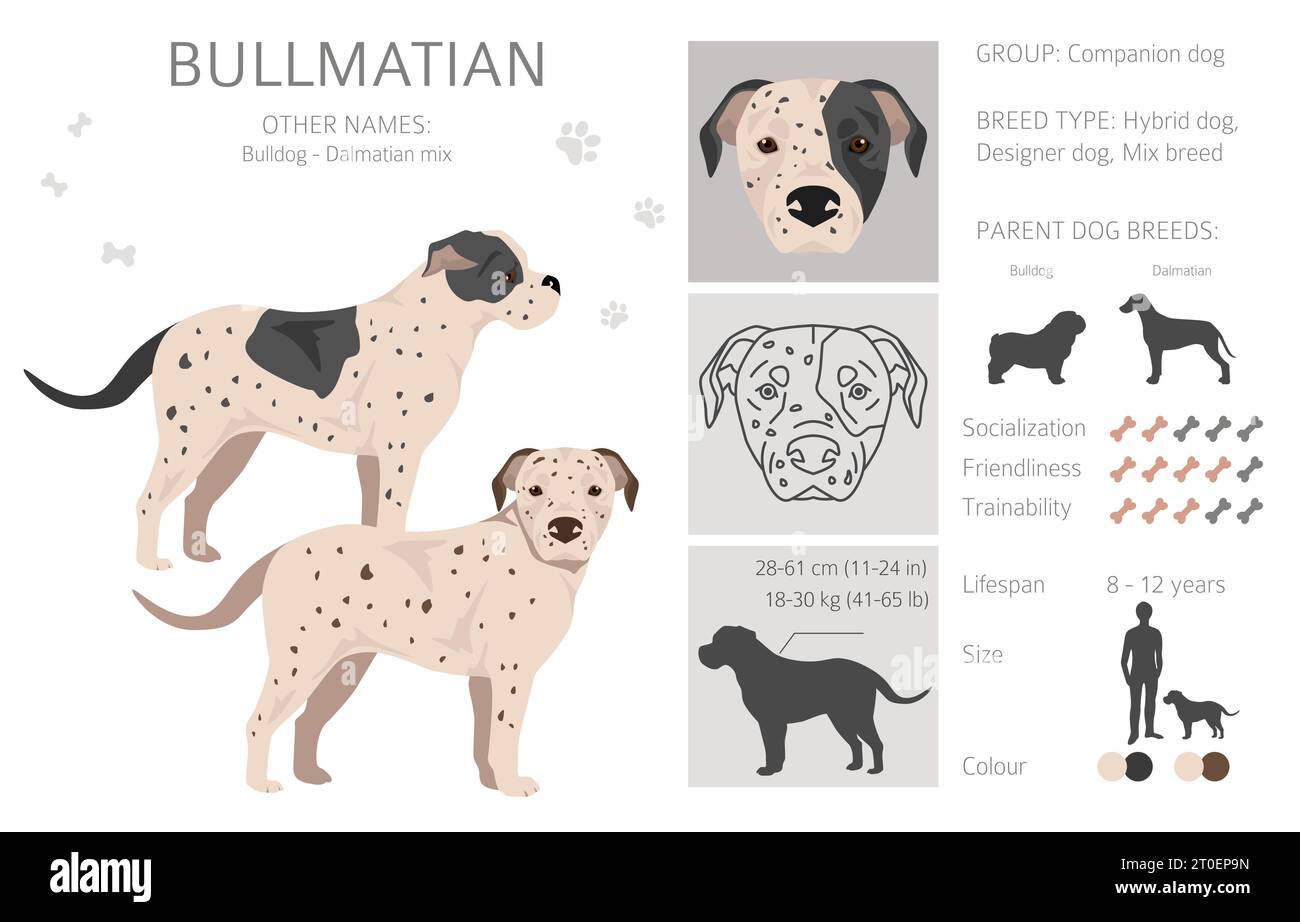 Bulldog Dalmatian Mix