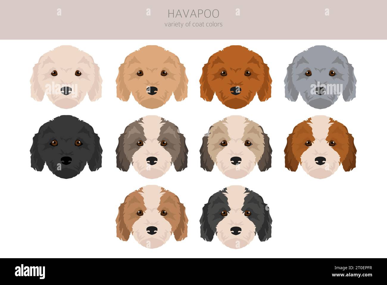 Havapoo clipart. Havanese Poodle mix. Different coat colors set. Vector ...