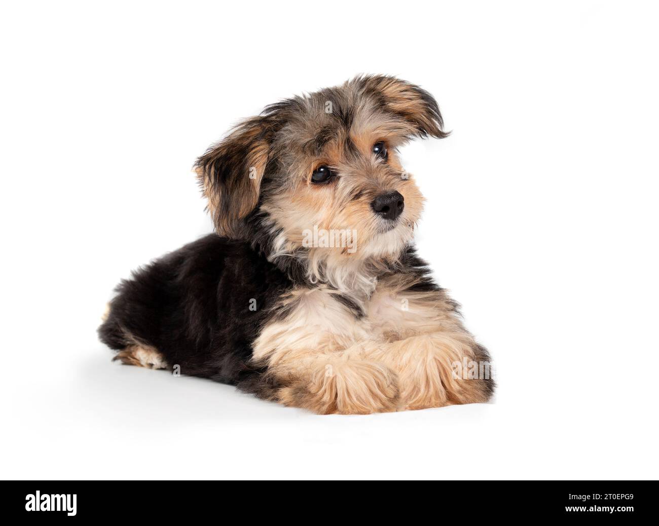 First haircut needed hi-res stock photography and images - Alamy