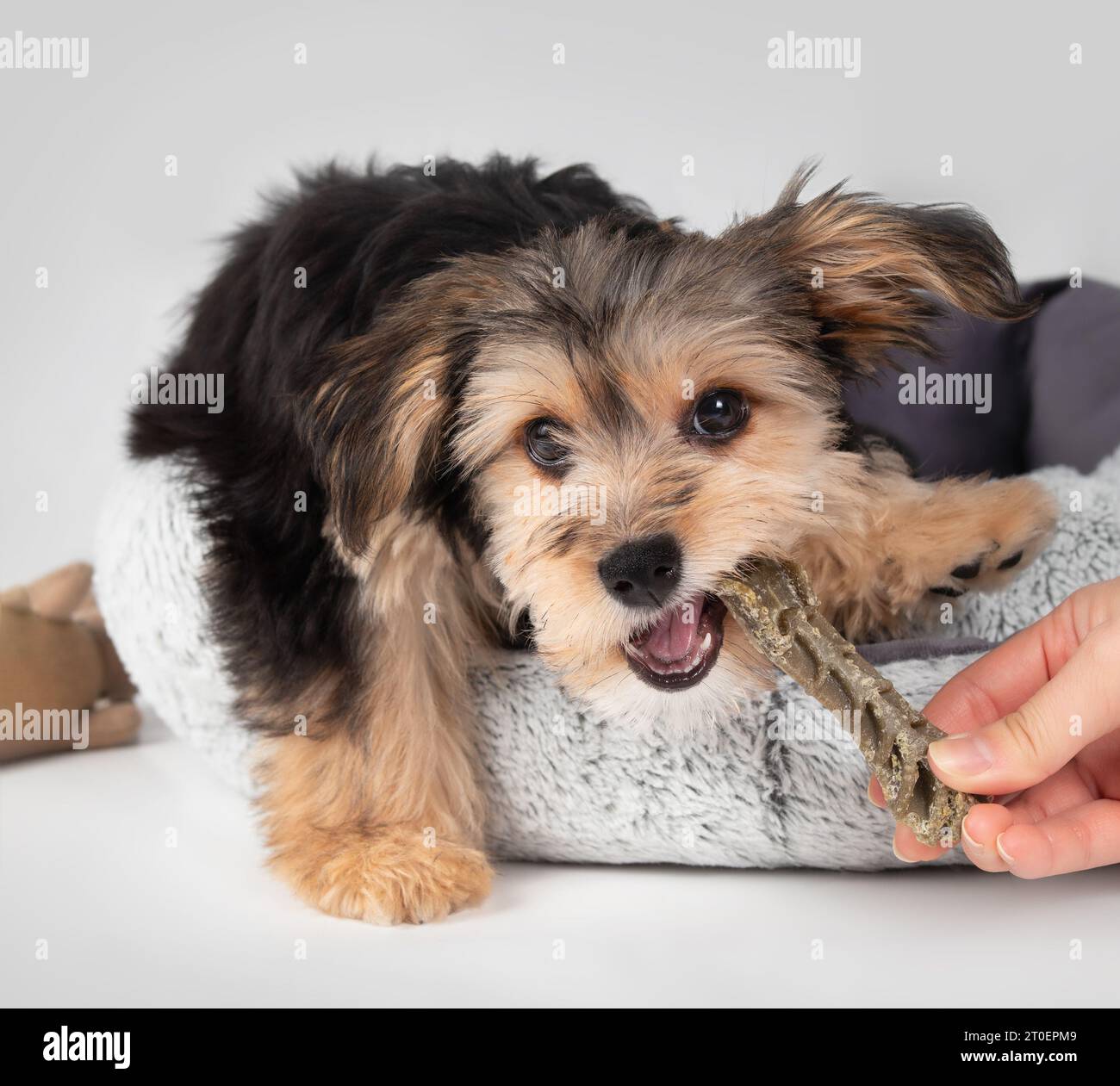 Puppy biting dental stick held by a hand. Happy puppy dog playing with ...