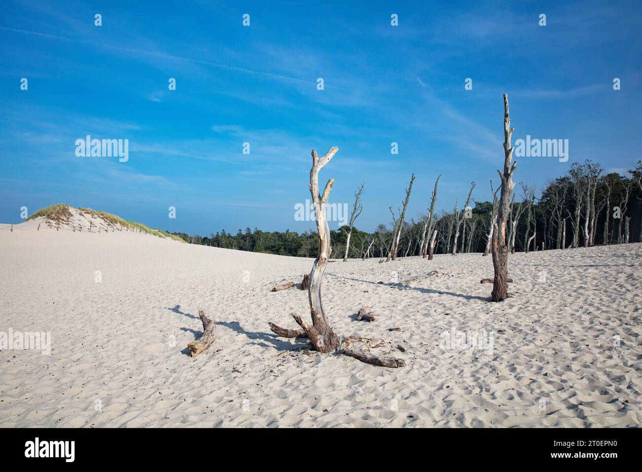 Sea edge plant hi-res stock photography and images - Alamy