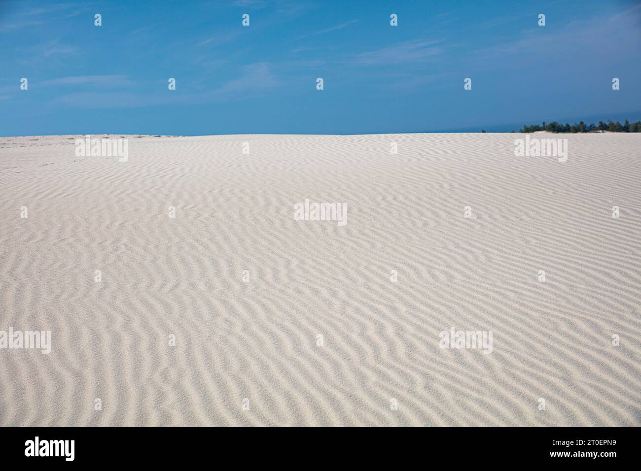 Sea sand and forest hi-res stock photography and images - Alamy