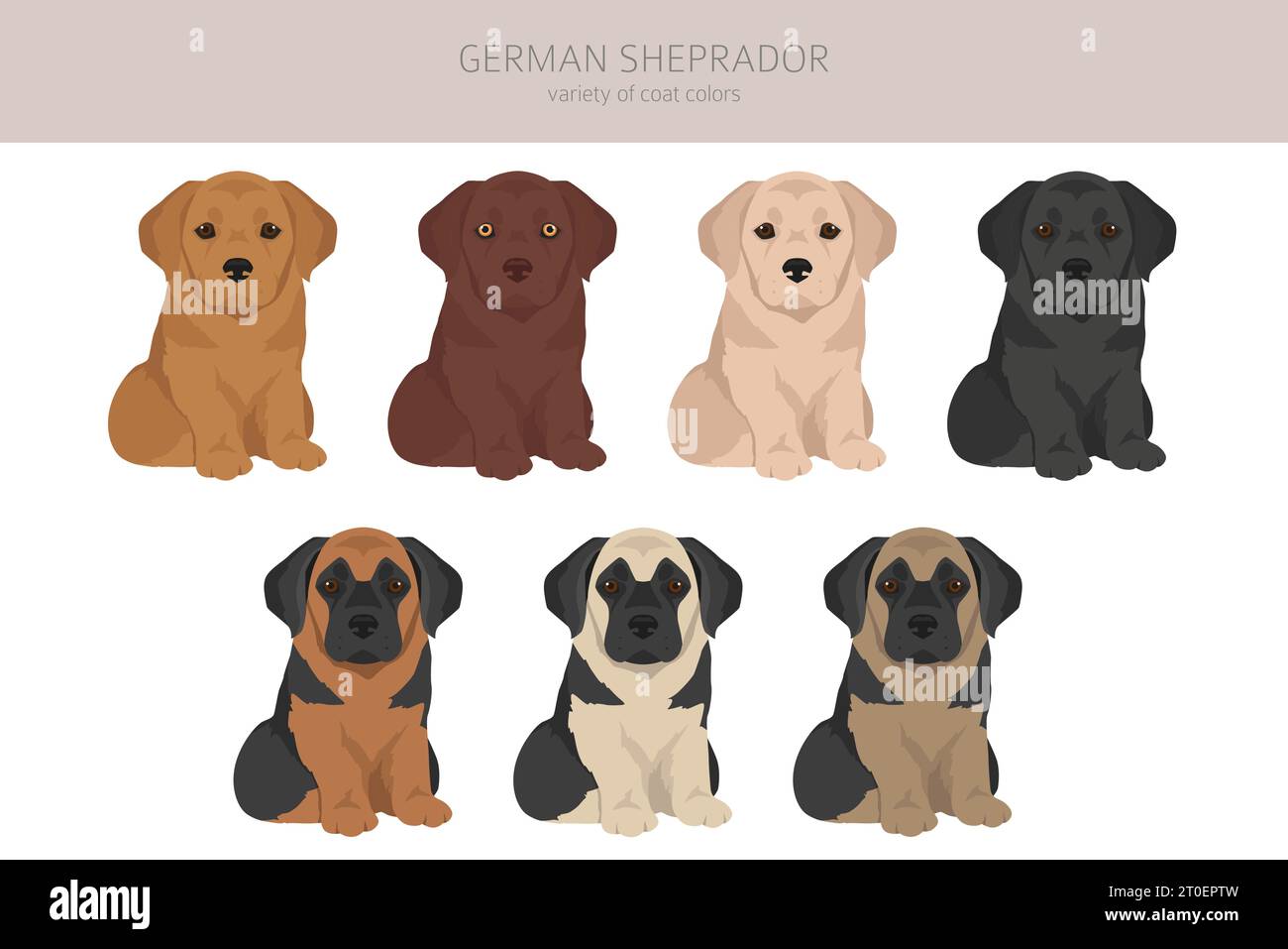 German Sheprador clipart. German Shepherd Labrador retriever mix ...