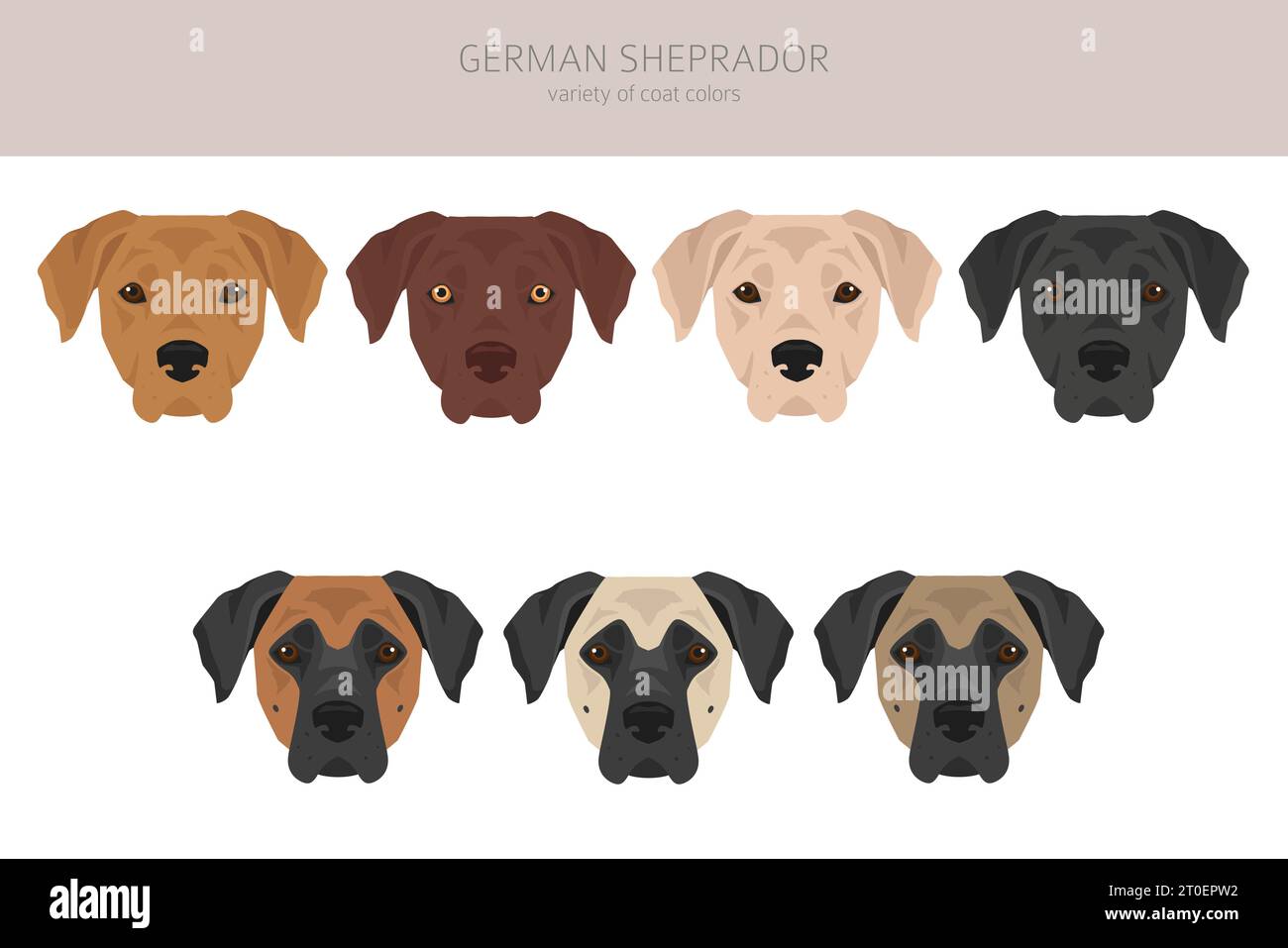 German Sheprador clipart. German Shepherd Labrador retriever mix ...
