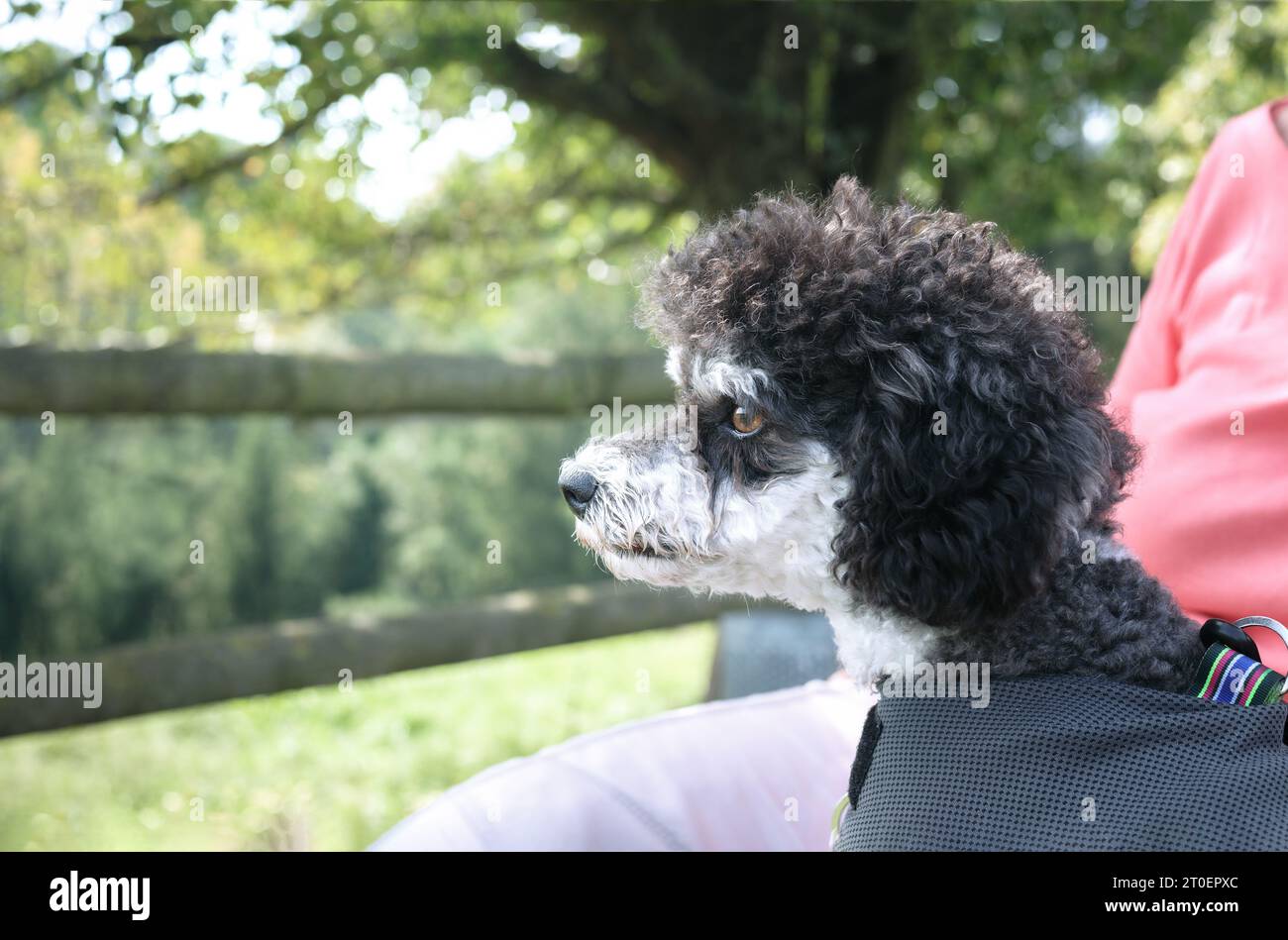 Cute dog with owner on park bench with nature background, enjoying the ...