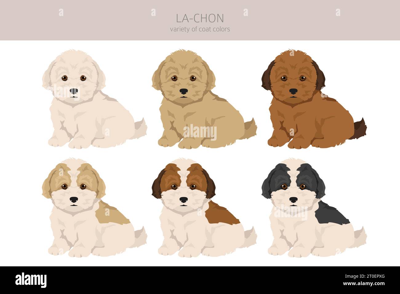 La-Chon clipart. Lhasa Apso Bichon Frise mix. Different coat colors set ...