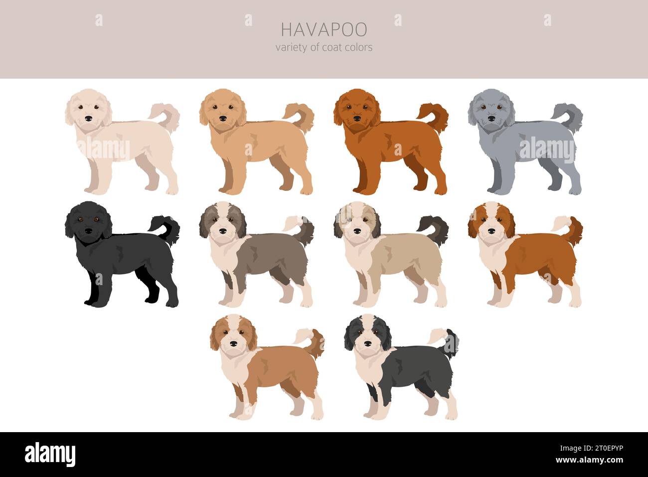 Havapoo clipart. Havanese Poodle mix. Different coat colors set. Vector ...