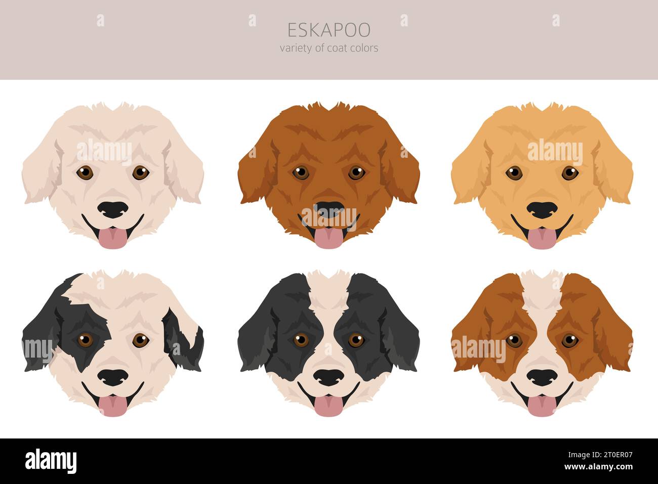 Eskapoo clipart. Eskimo dog Poodle mix. Different coat colors set ...