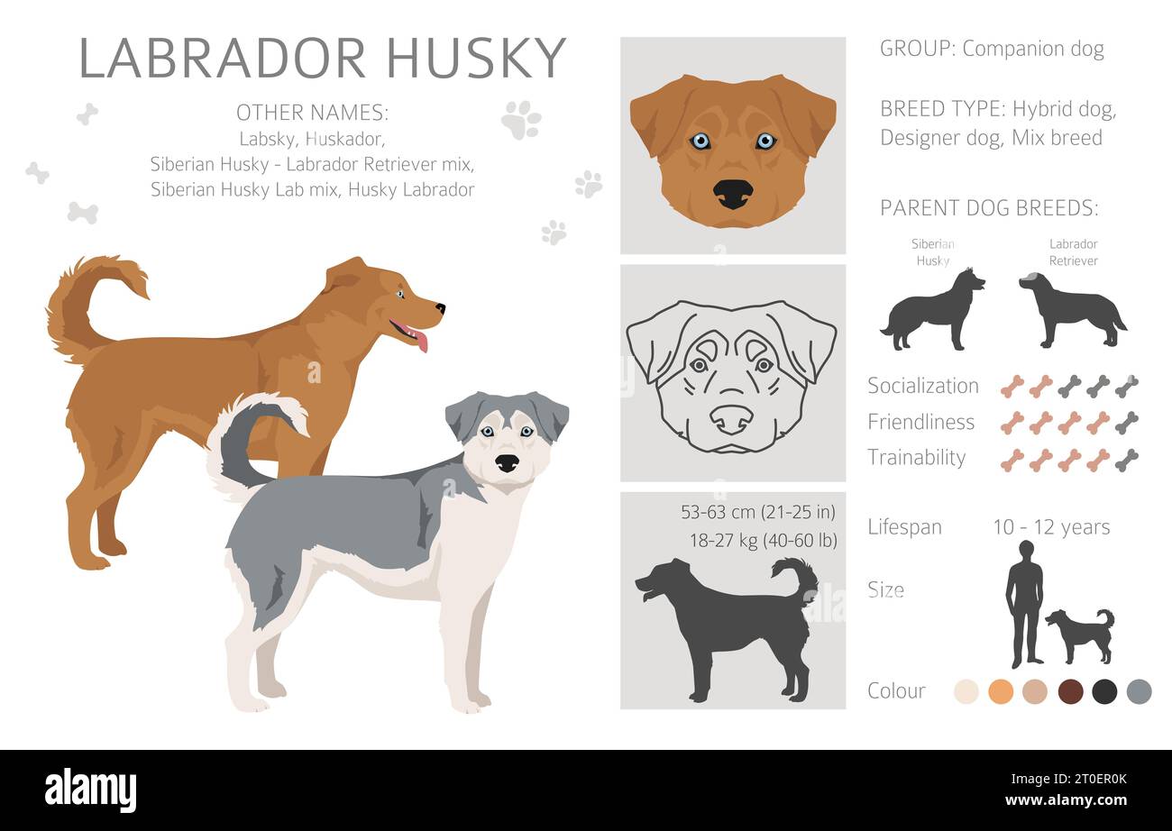 Labrador Husky mix clipart. Labrador Retriever Siberian Husky mix ...