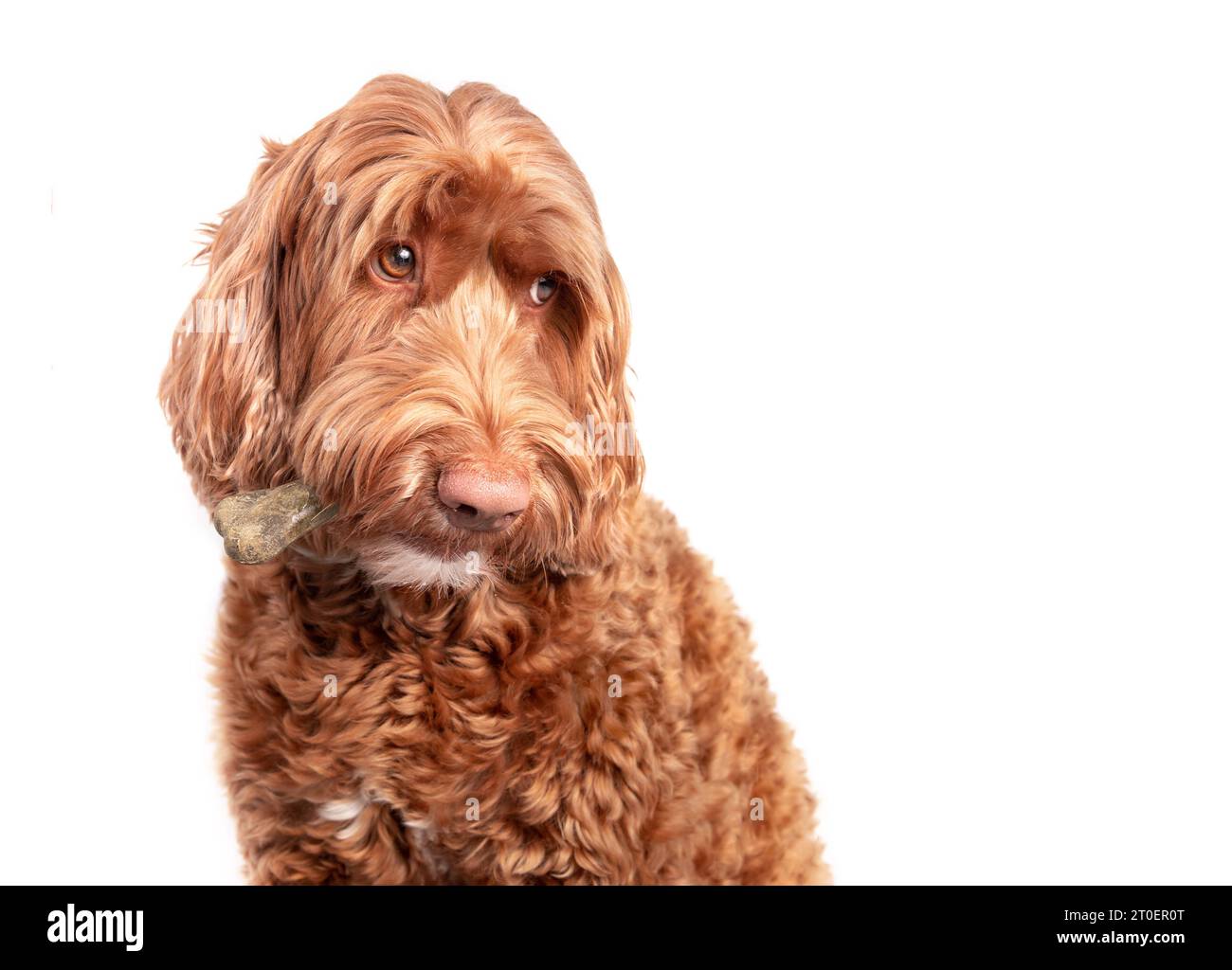 Cute dog with dental chew bone in mouth while looking to the side ...