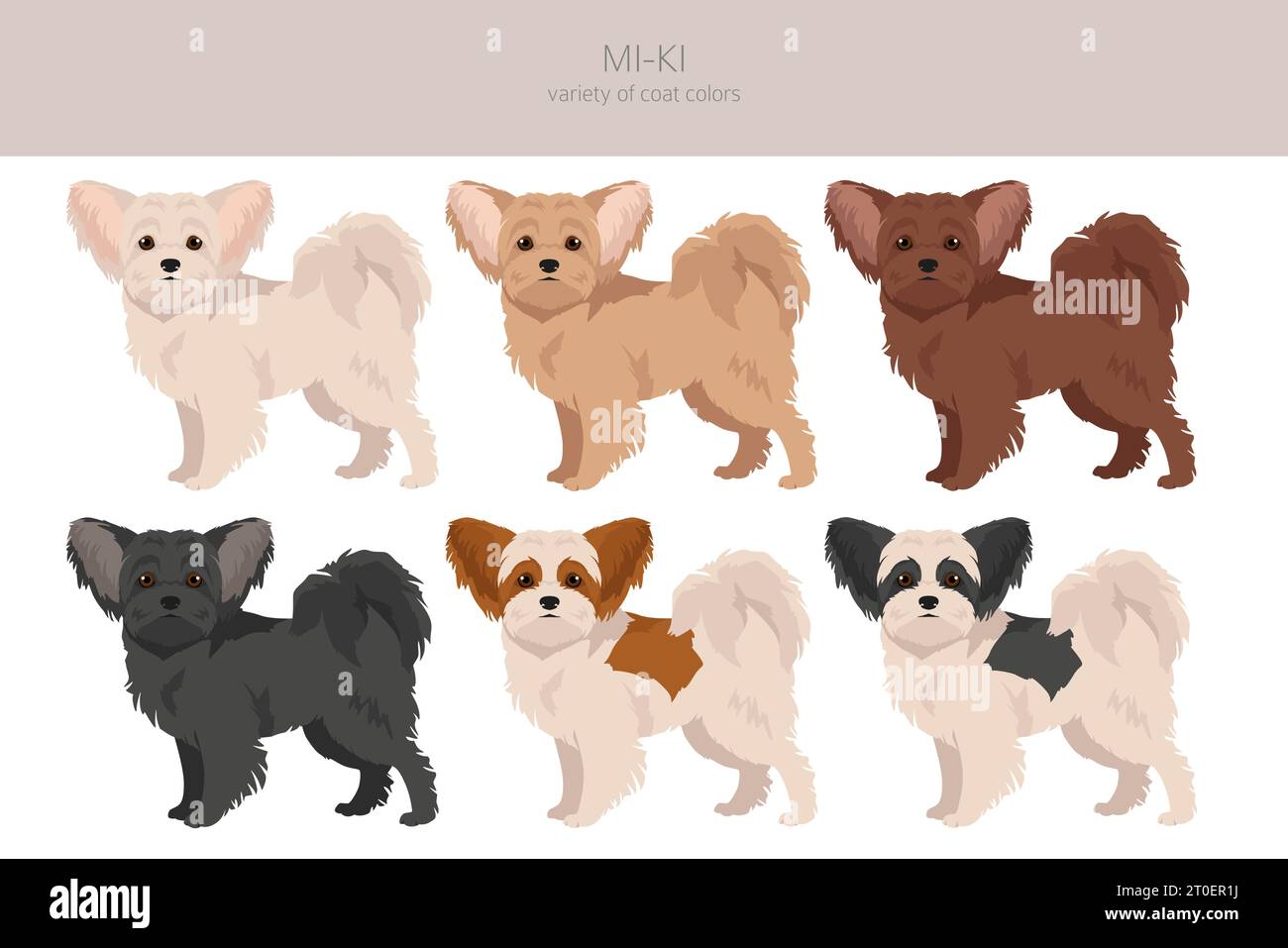 Mi-Ki dog clipart. All coat colors set. All dog breeds characteristics ...