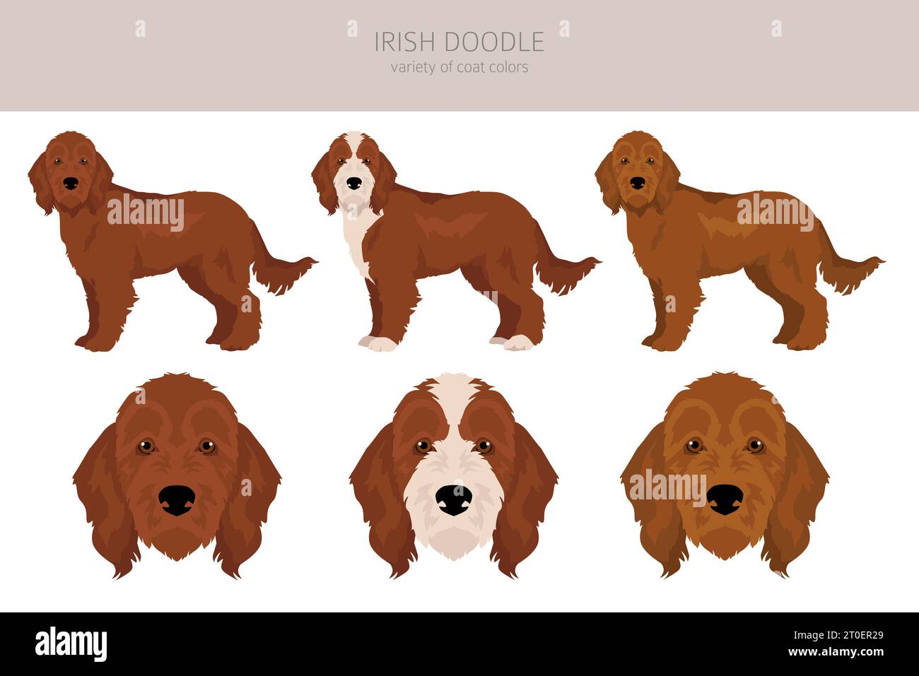 Irishdoodle clipart. Irish Setter Poodle mix. Different coat colors set ...