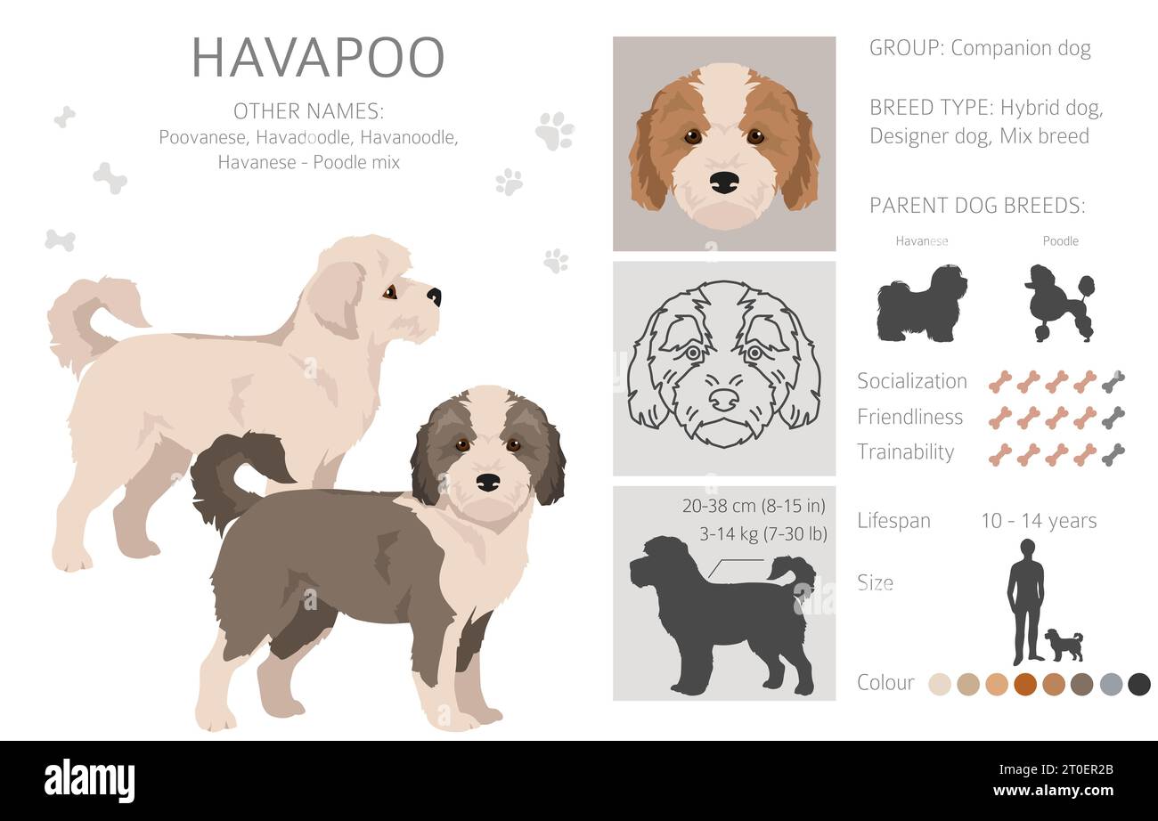 Havapoo clipart. Havanese Poodle mix. Different coat colors set. Vector ...