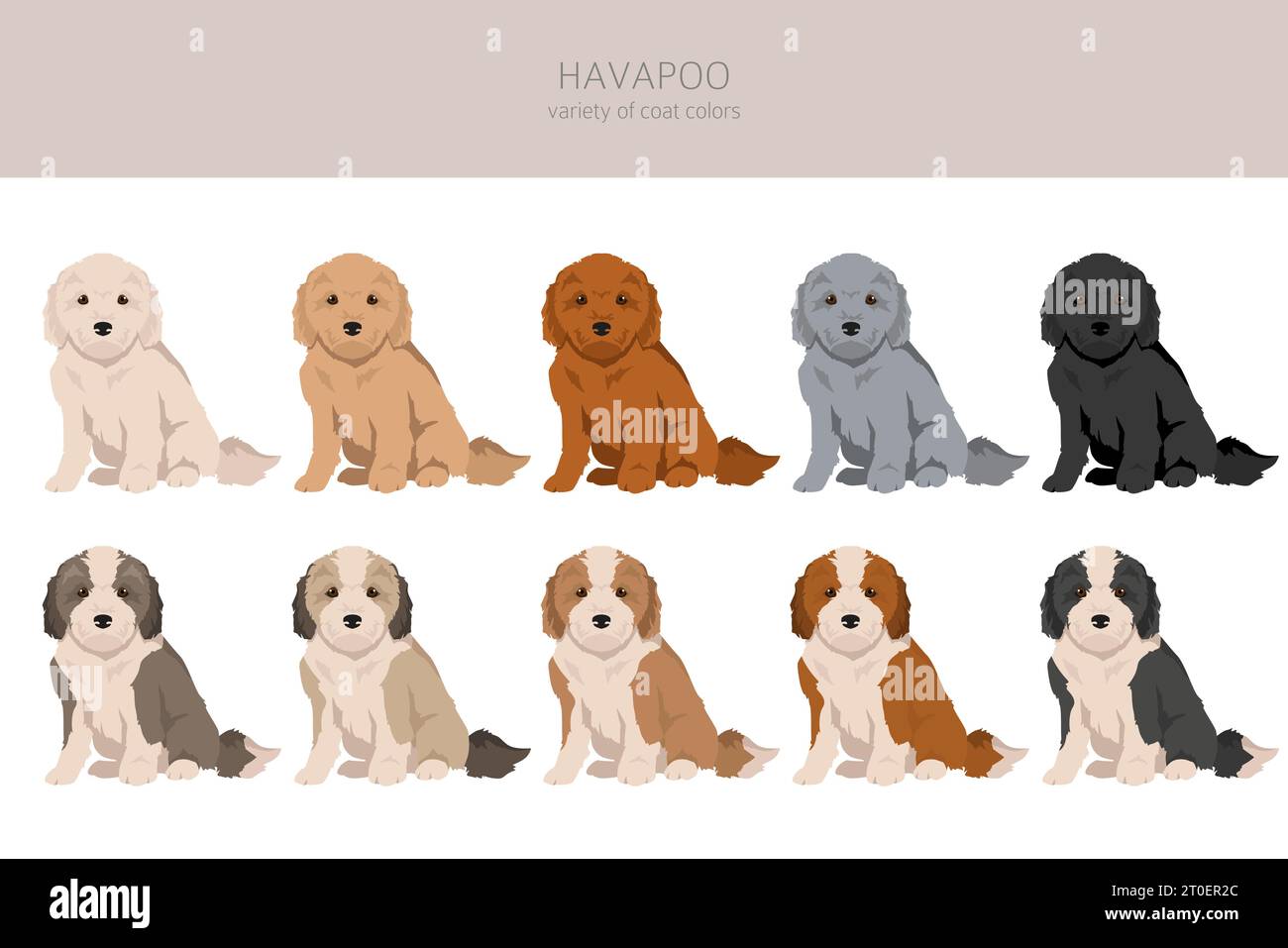 Havapoo clipart. Havanese Poodle mix. Different coat colors set. Vector ...