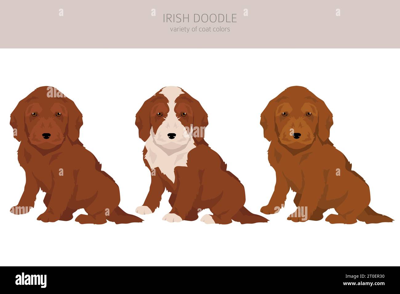 Irishdoodle clipart. Irish Setter Poodle mix. Different coat colors set ...