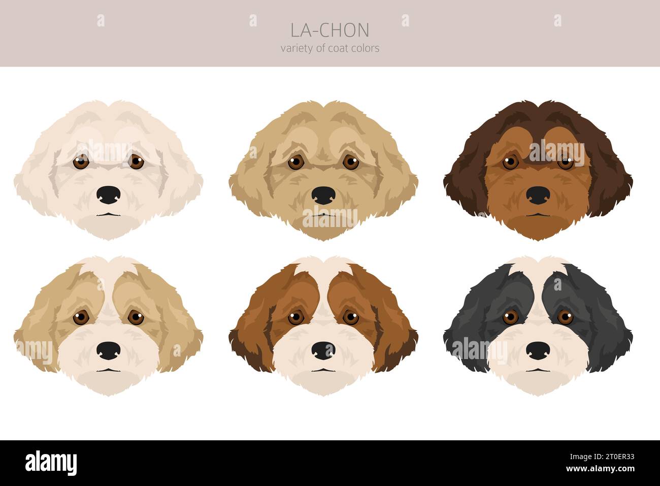 La-Chon clipart. Lhasa Apso Bichon Frise mix. Different coat colors set ...