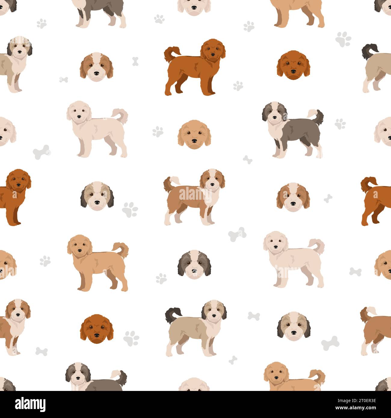 Havapoo seamless pattern. Havanese Poodle mix. Different coat colors ...