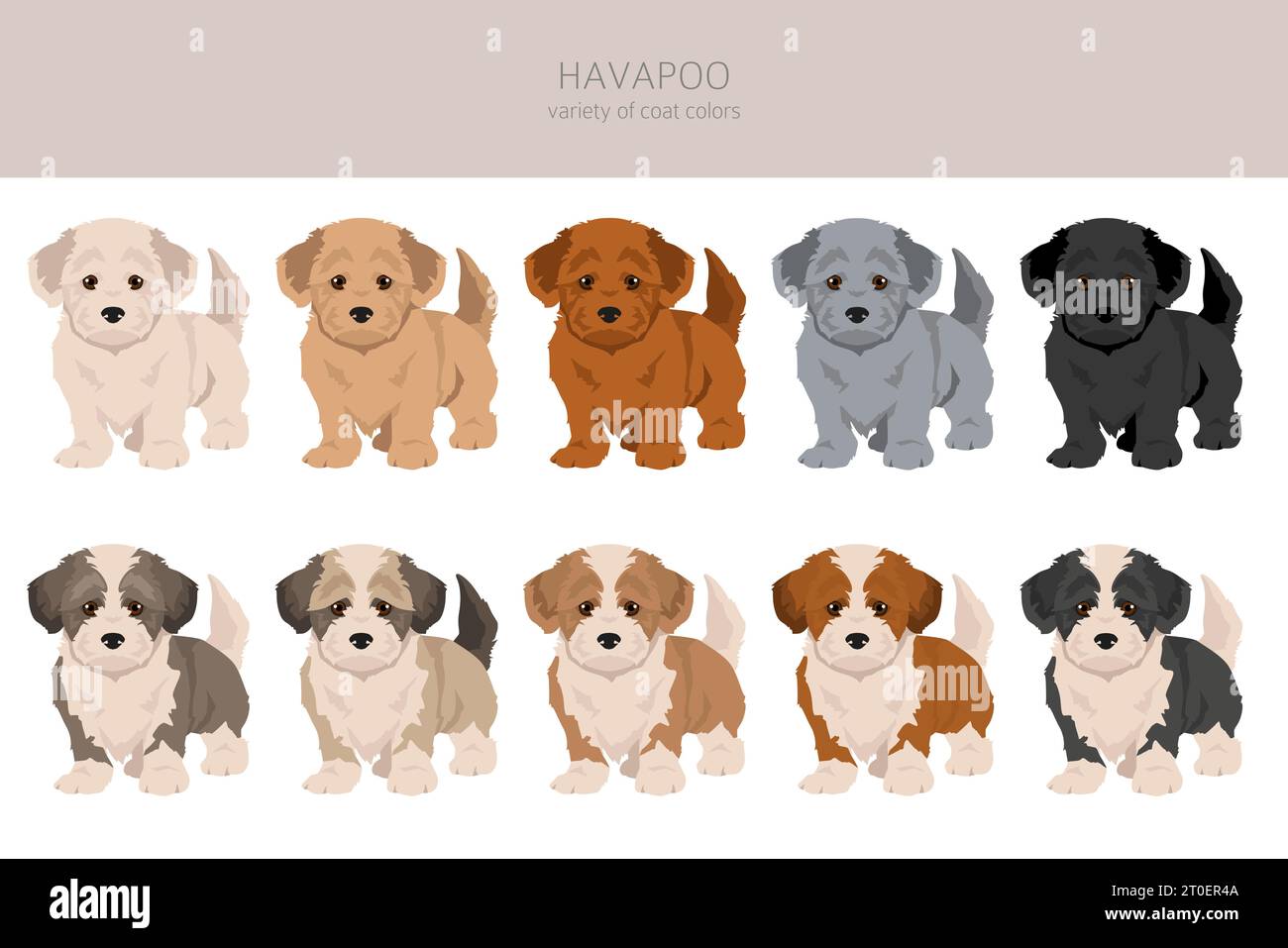 Havapoo clipart. Havanese Poodle mix. Different coat colors set. Vector ...