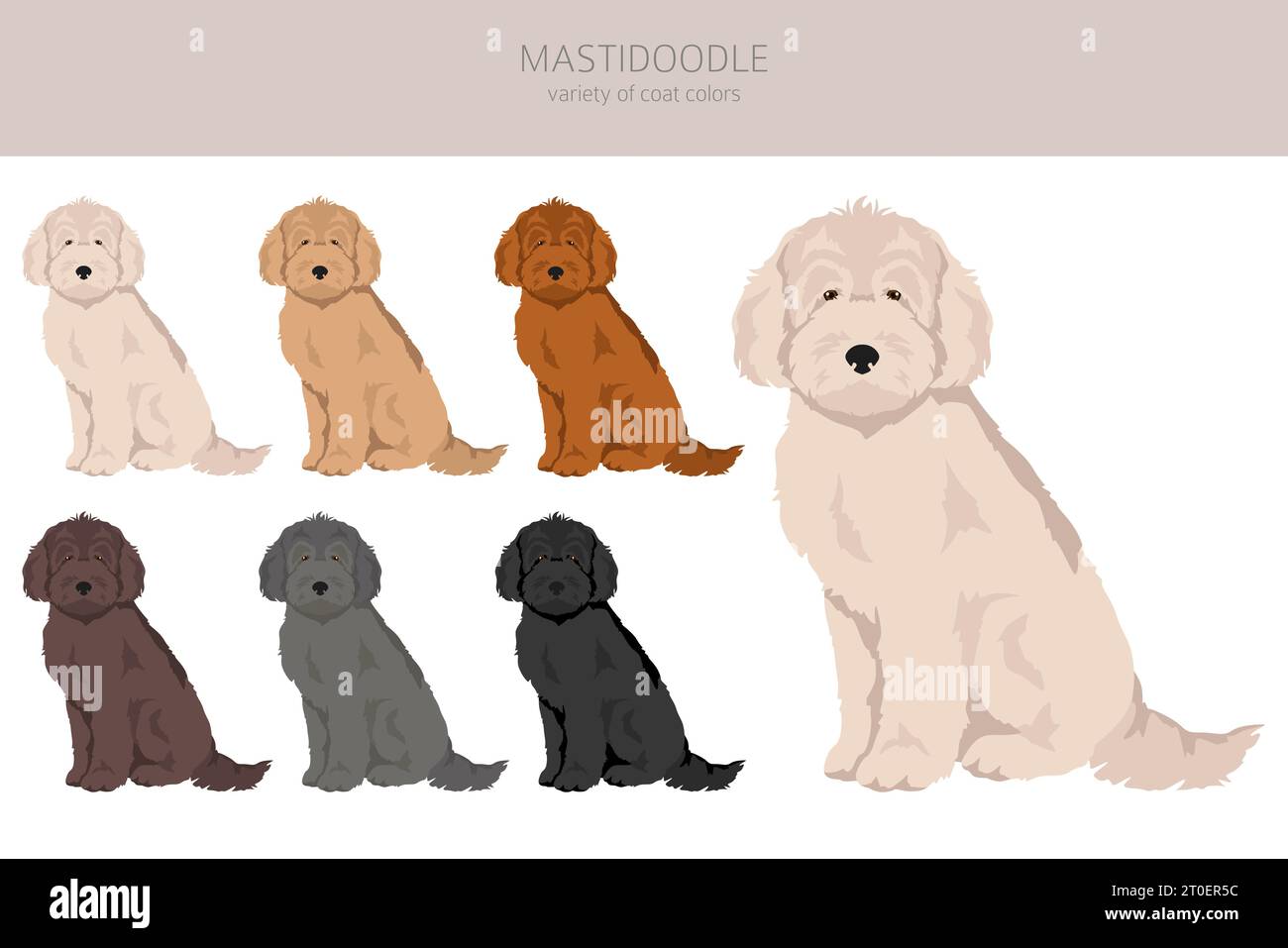 Mastidoodle clipart. Mastiff Poodle mix. Different coat colors set ...