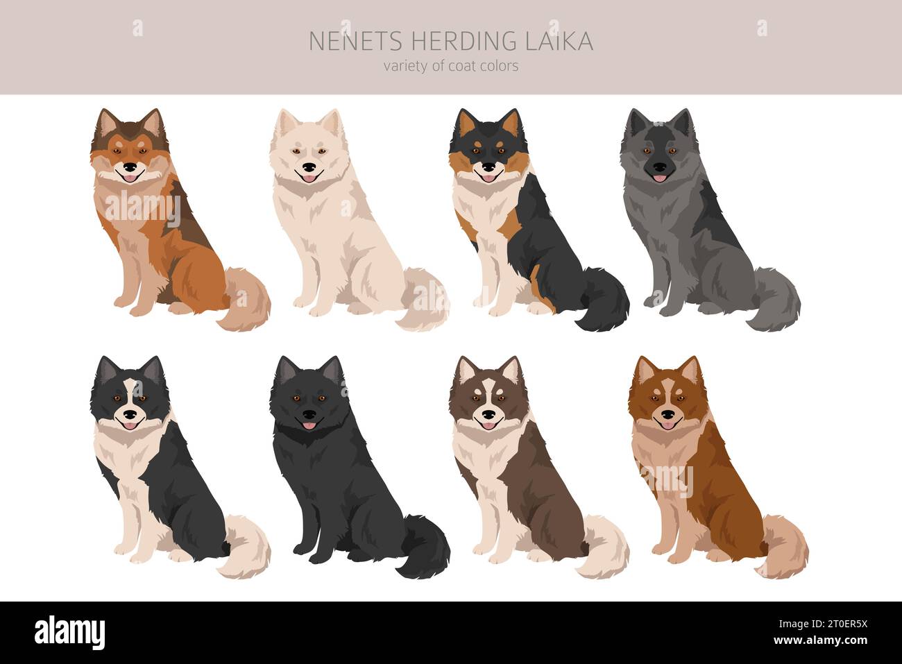 Nenets Herding Laika clipart. All coat colors set.; All dog breeds ...