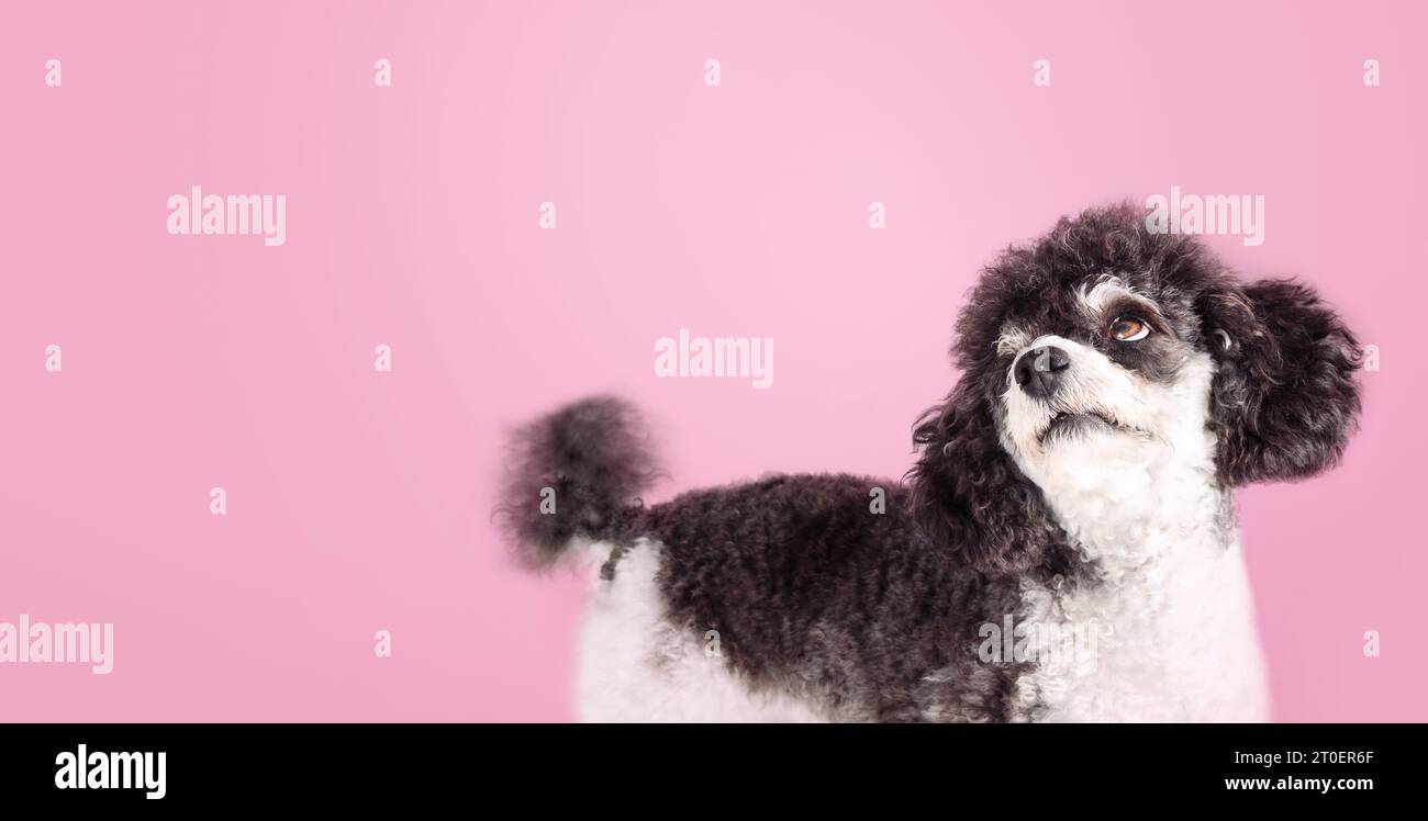 Fluffy small dog looking up on pink background. Portrait of cute small ...