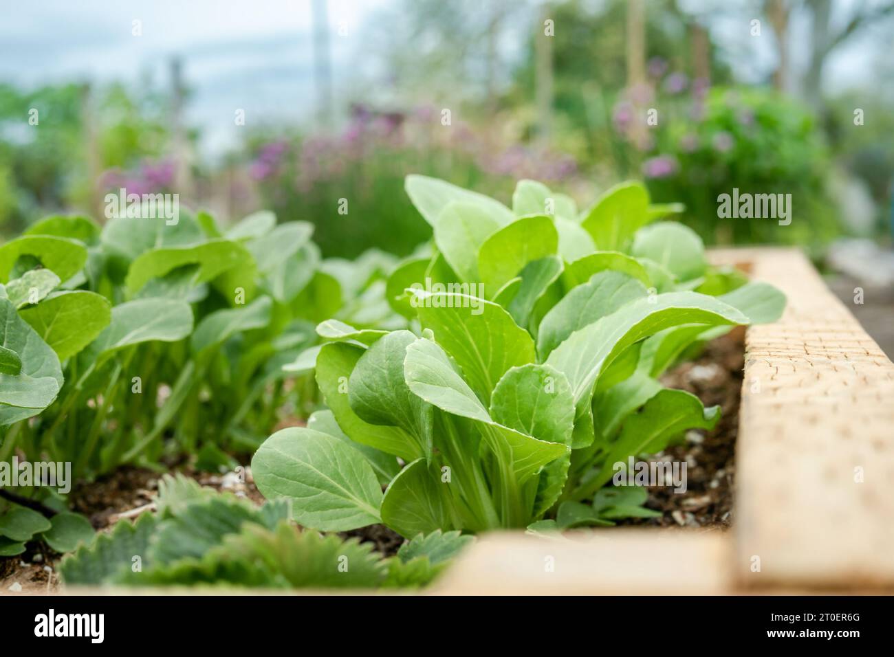 Bok choy in raised garden bed outside. Young Bok choy plants growing in ...