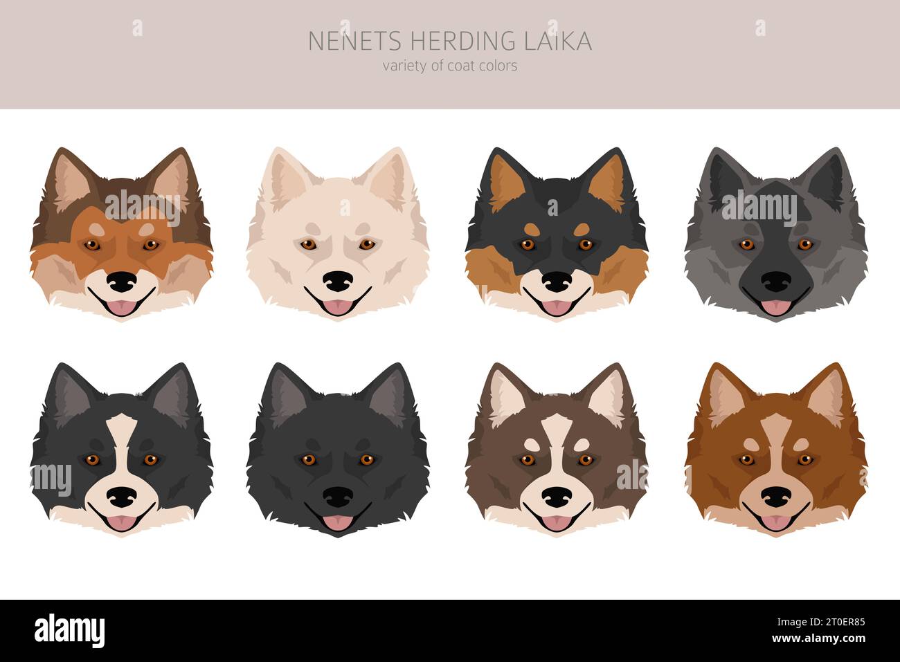 Nenets Herding Laika clipart. All coat colors set.; All dog breeds ...