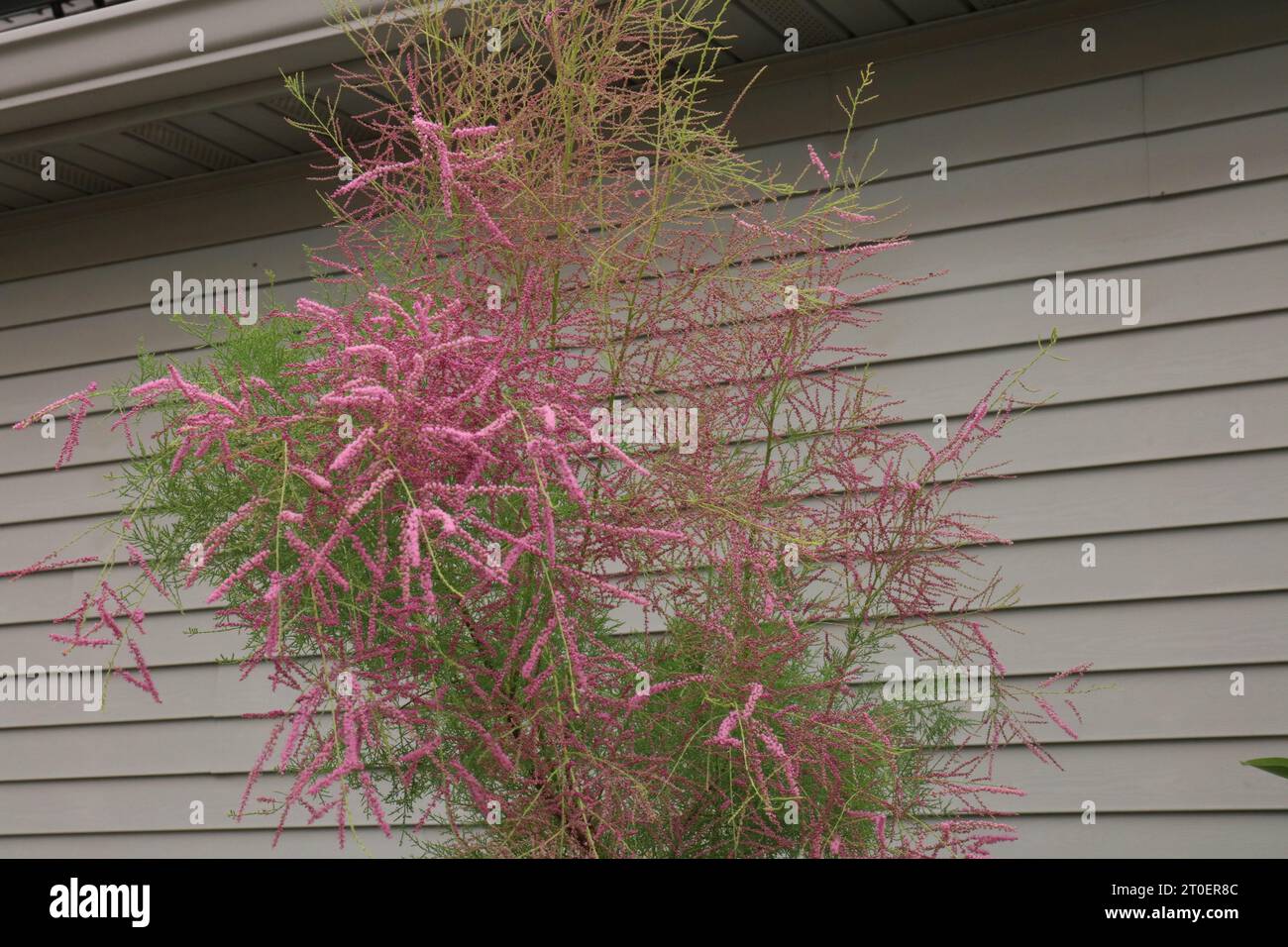 The top of a flowering Tamarisk tree with small pink flowers blooming ...