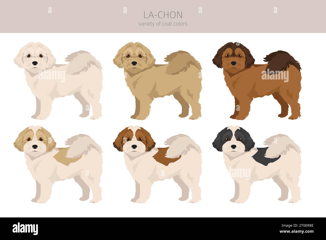 La-Chon clipart. Lhasa Apso Bichon Frise mix. Different coat colors set ...