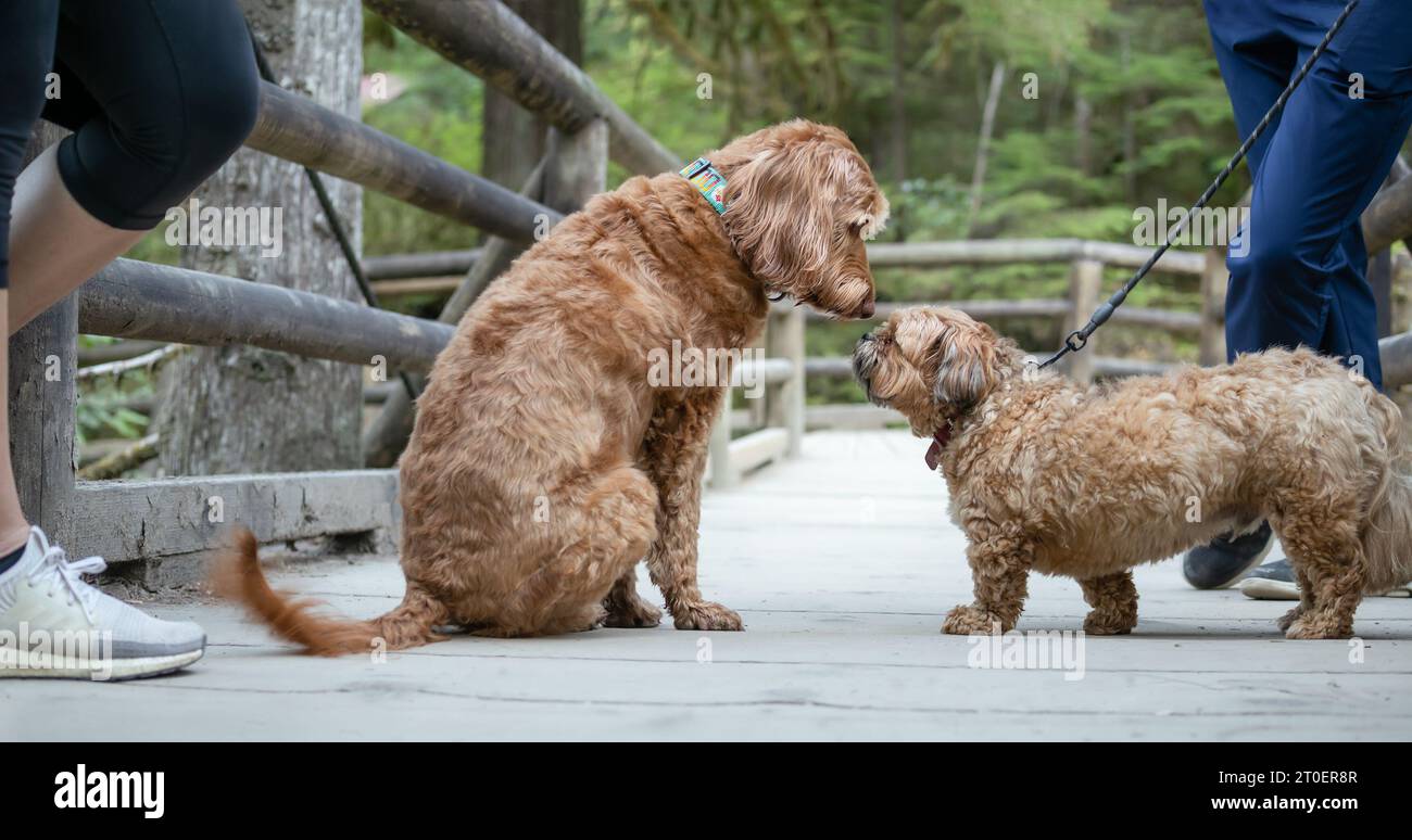 Cute dog to dog meeting in the park. Relaxed head-to-head socializing ...