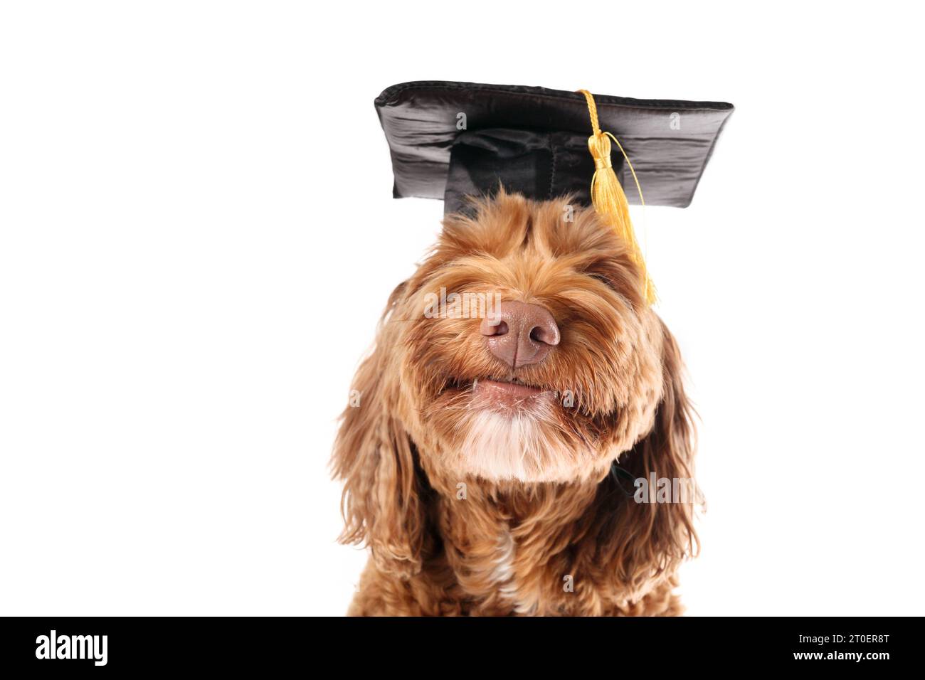 Happy dog with graduation hat and yellow tassel. Cute Labradoodle dog ...