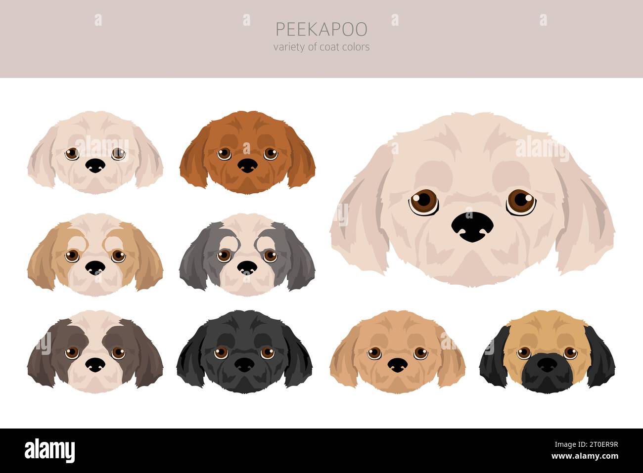 Peekapoo clipart. Pekingese Poodle mix. Different coat colors set ...